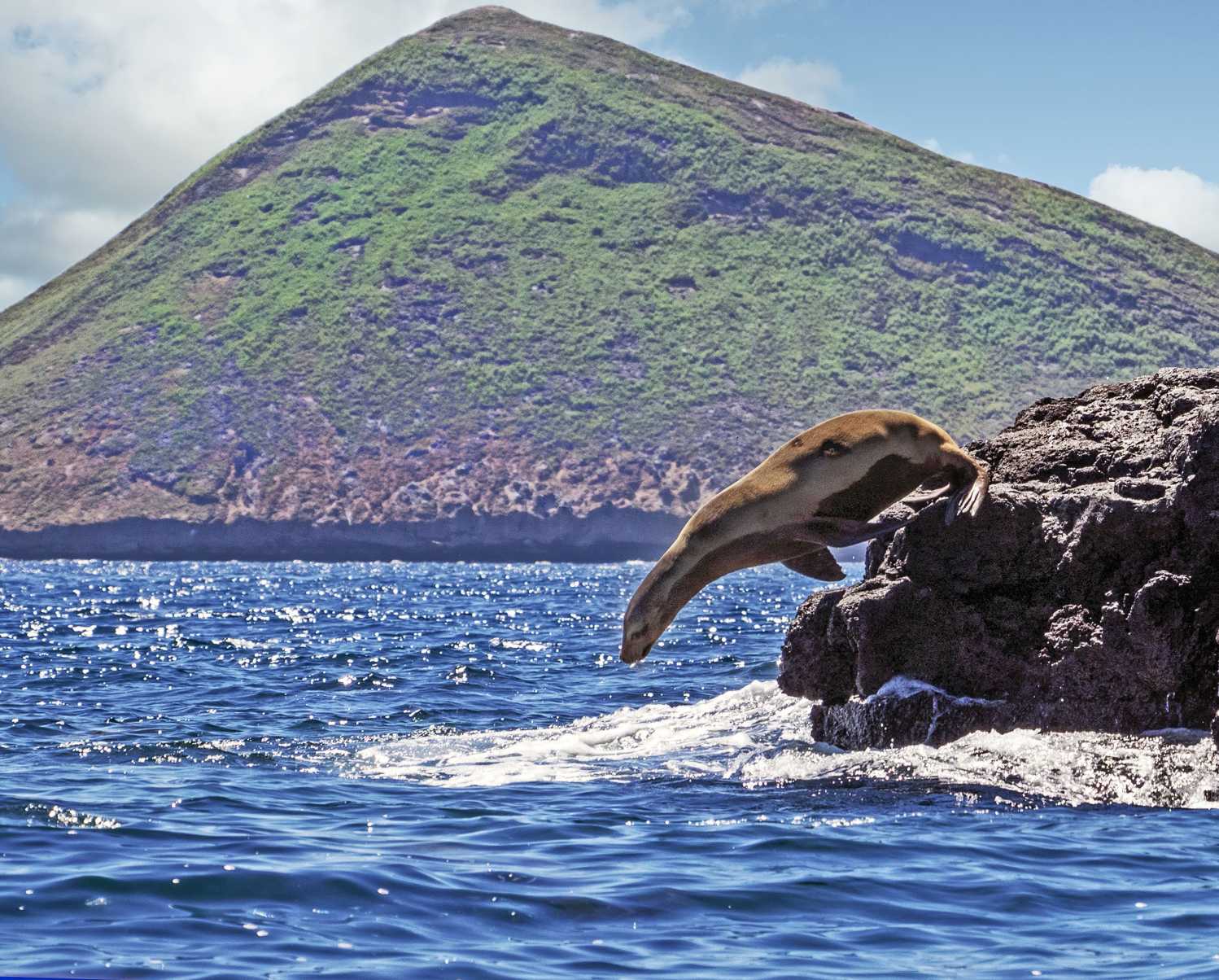 California Sea Lion | The Marine Mammal Center