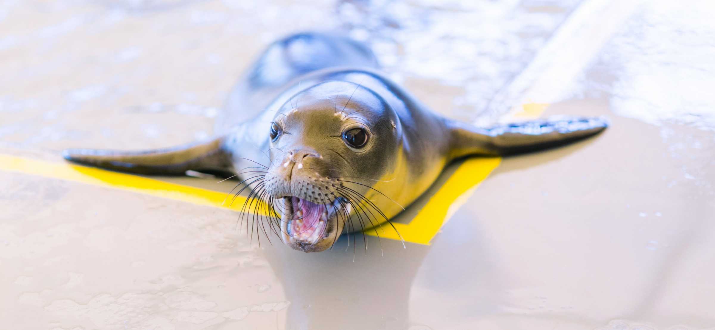 Help Save the Endangered Species Act | The Marine Mammal Center