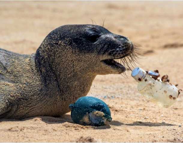 How Deep Do Elephant Seals Dive? And Other Ocean Trivia | The Marine ...