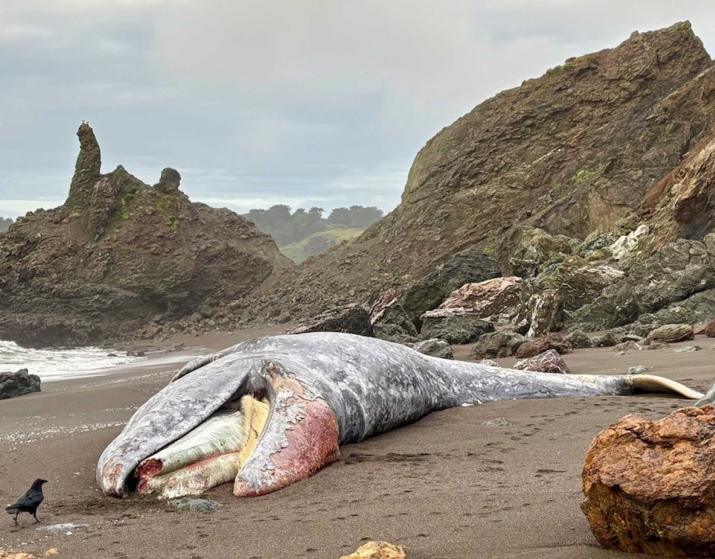Experts respond to a dead gray whale in the Marin Headlands as ...