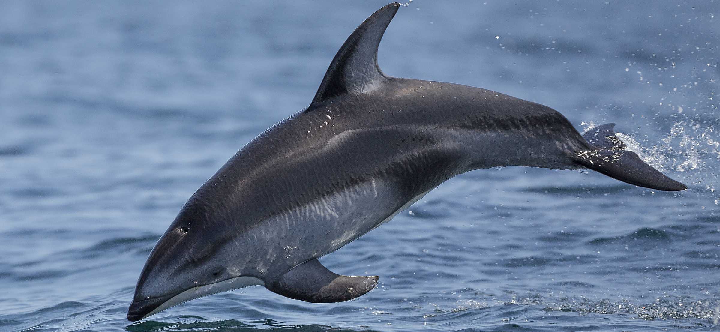 Pacific White-Sided Dolphin | The Marine Mammal Center