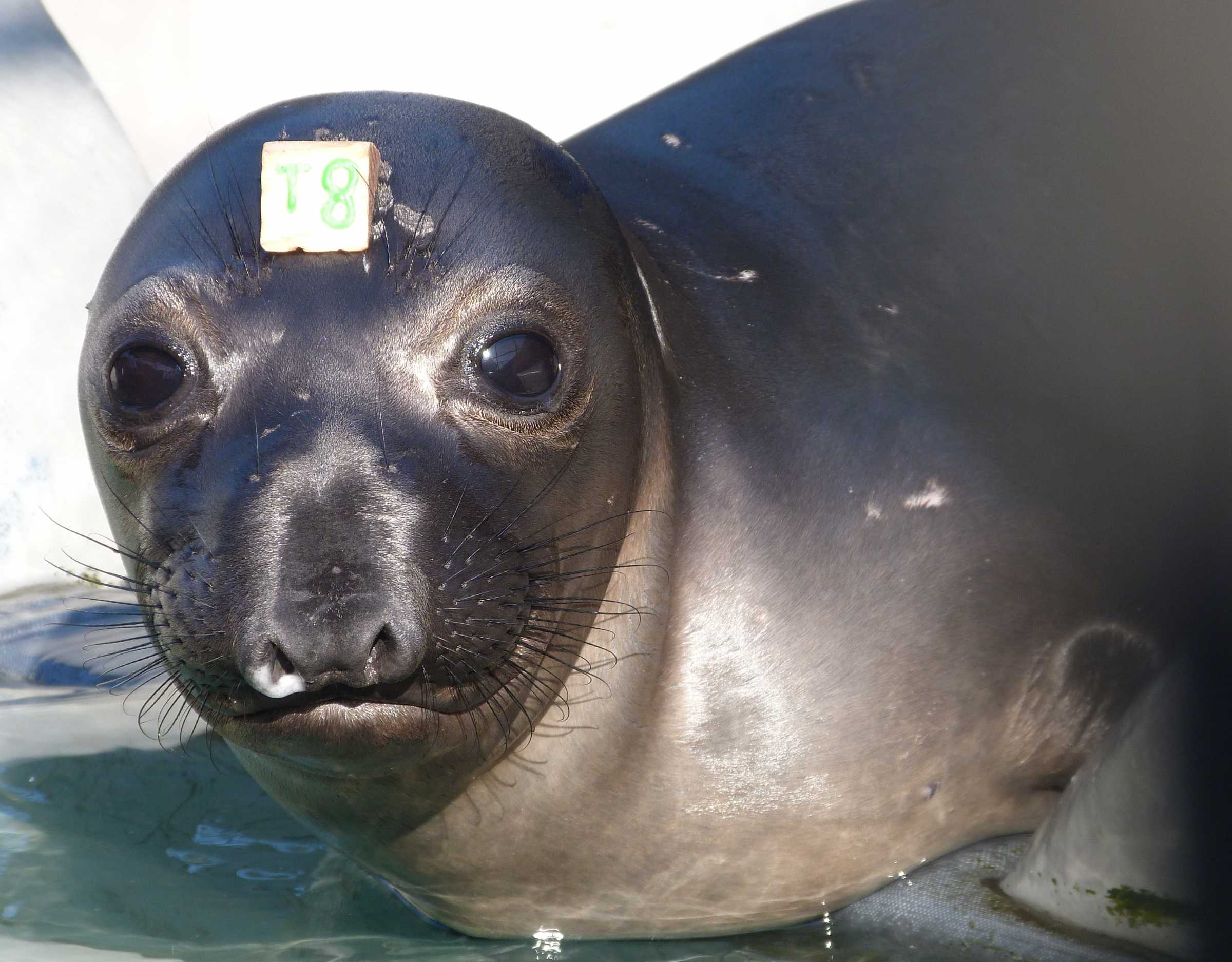 Fergus | The Marine Mammal Center