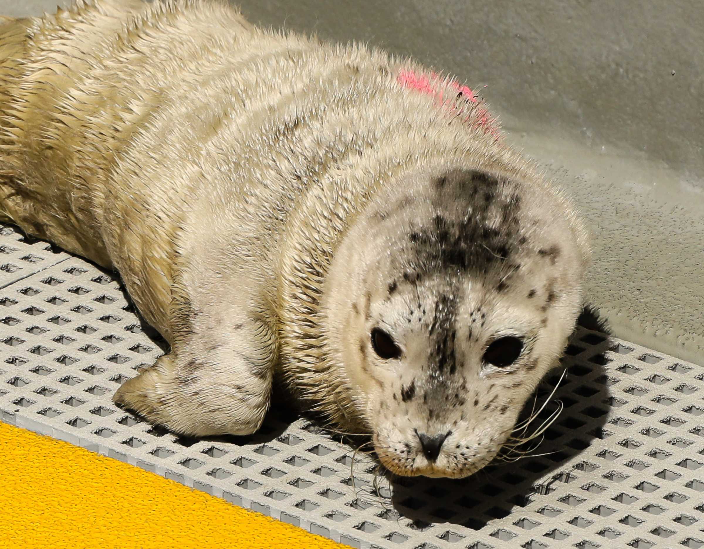 Kaunis | The Marine Mammal Center