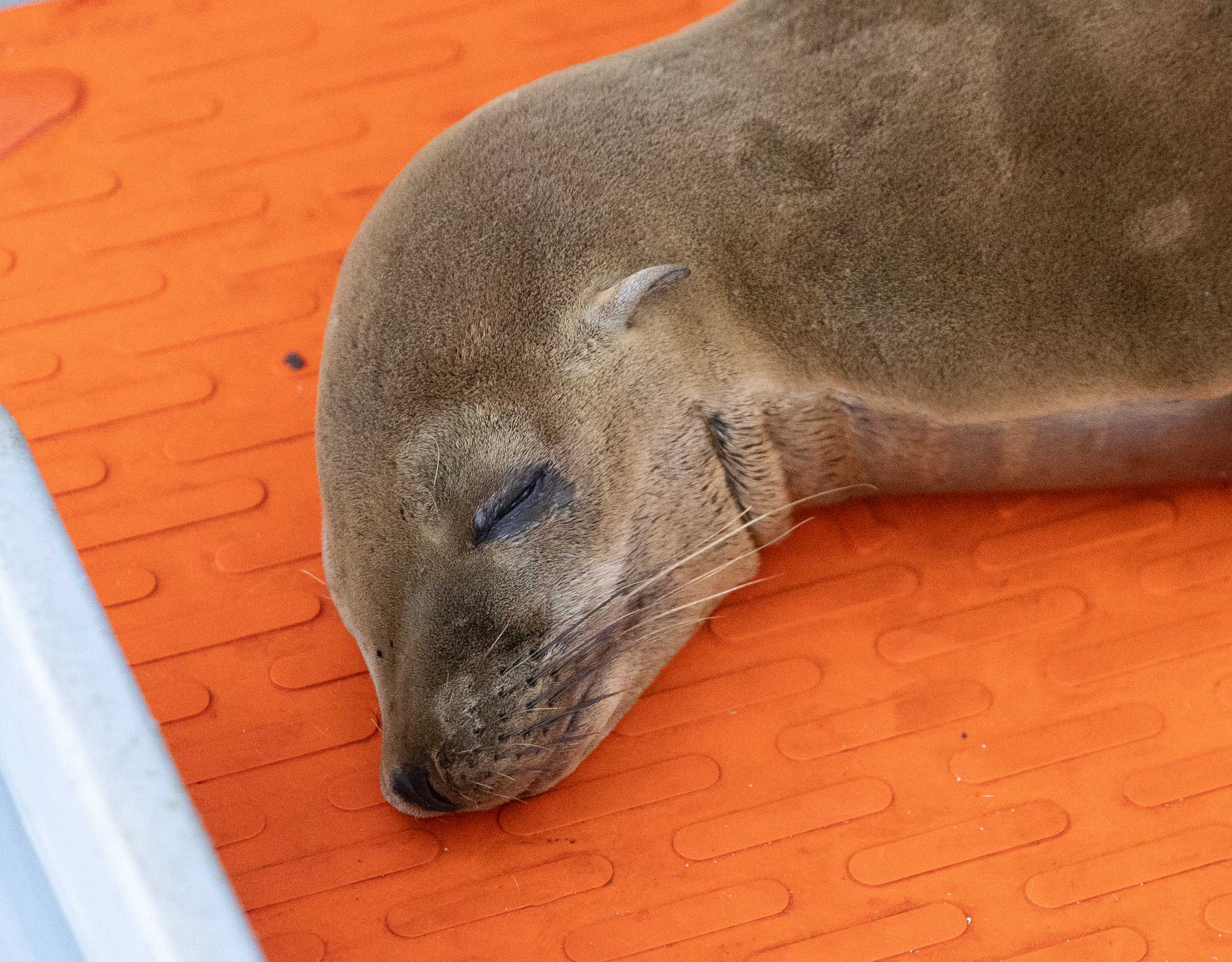Beaver | The Marine Mammal Center