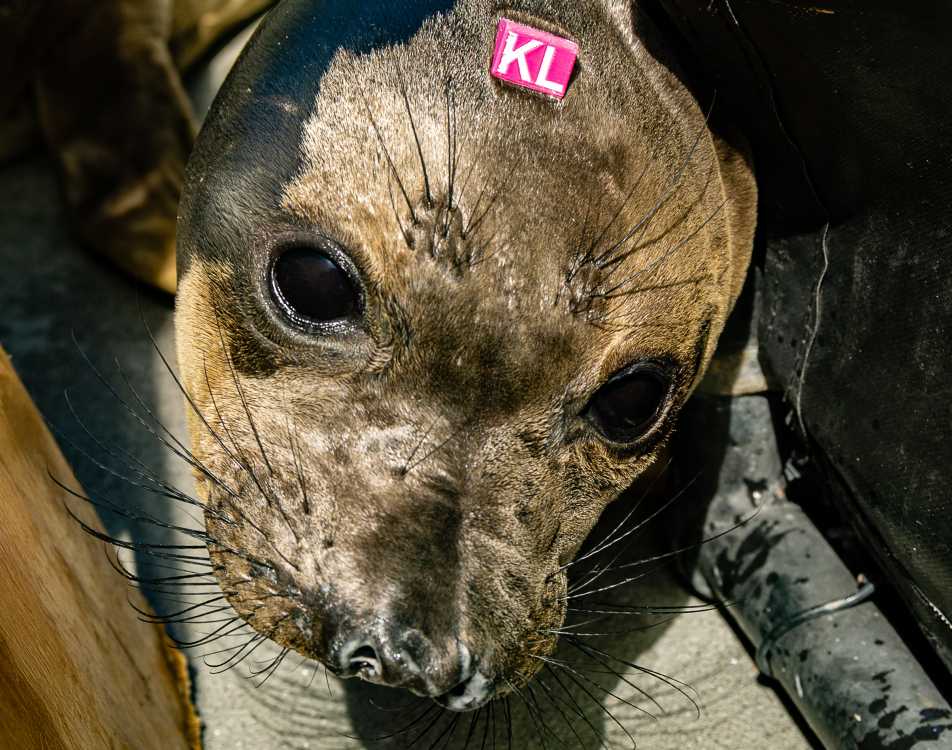 Fivek | The Marine Mammal Center