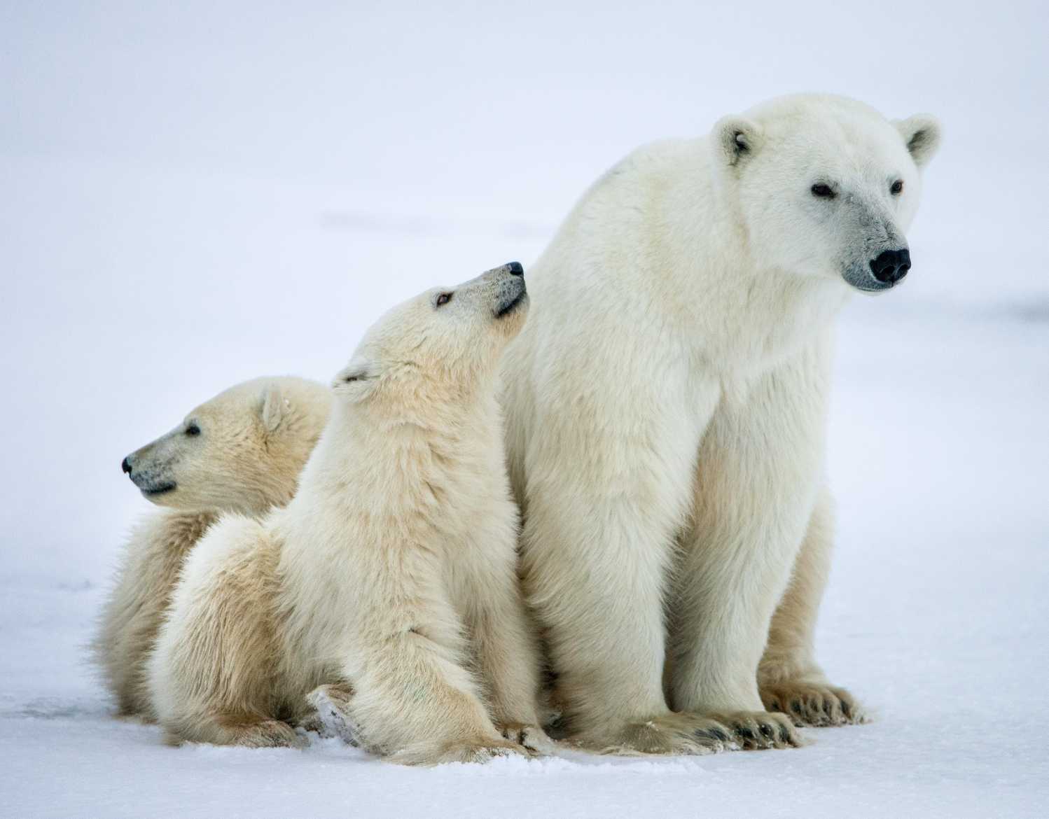 Polar Bears | The Marine Mammal Center
