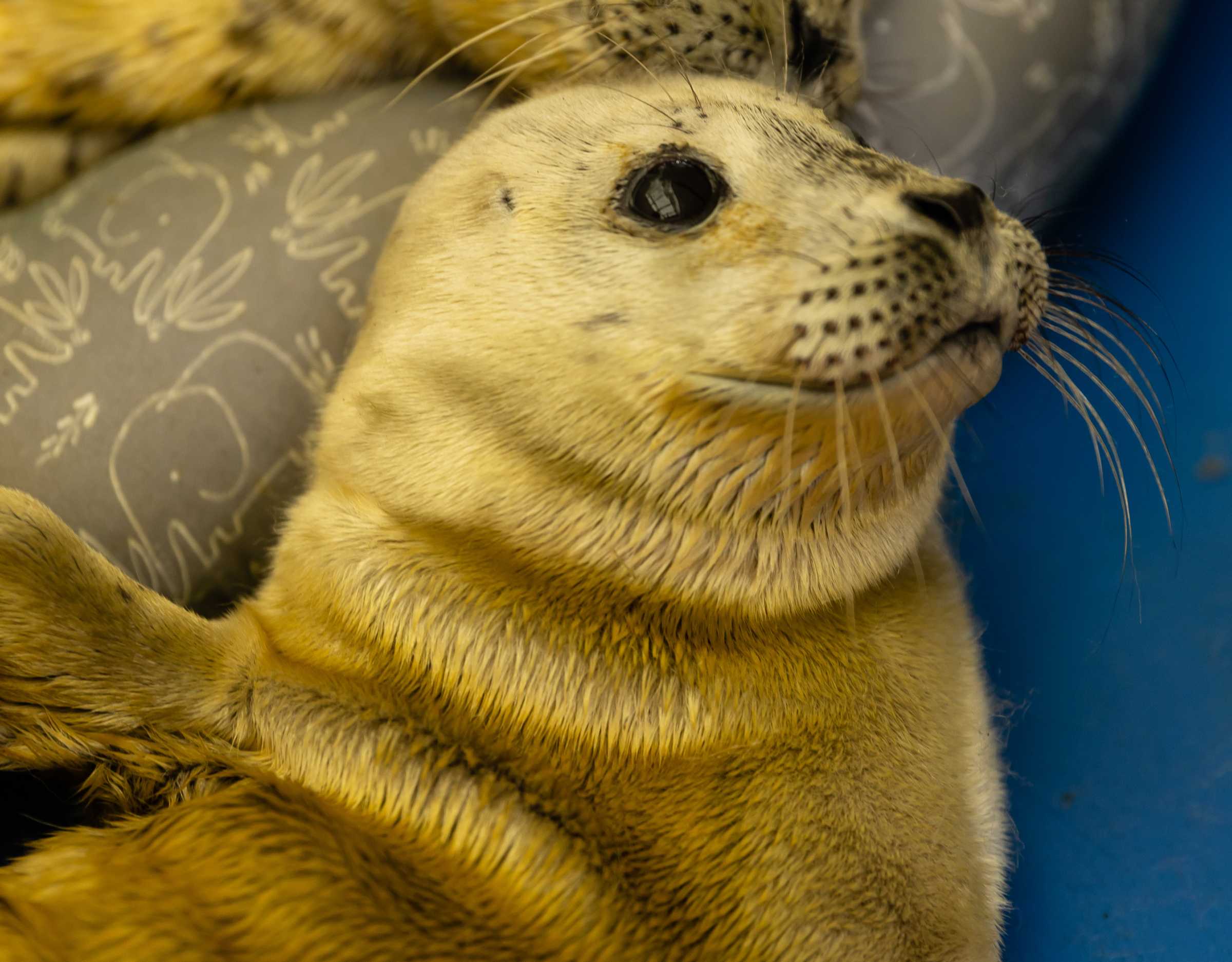 Kites | The Marine Mammal Center
