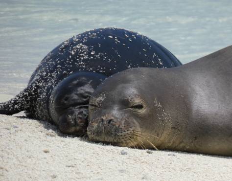 Endangered Hawaiian Monk Seal Released Back to Oʻahu After Receiving Life-Saving Care | The ...
