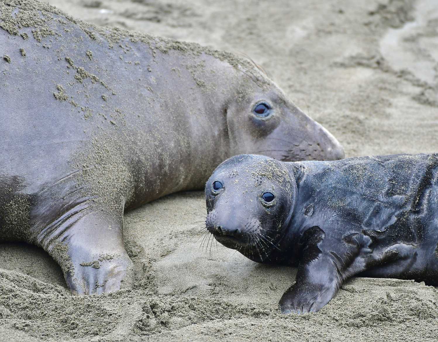 How Deep Do Elephant Seals Dive? And Other Ocean Trivia | The Marine ...
