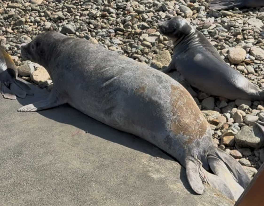 Adaptations of the Deep: Seal Whiskers and Eyes | The Marine Mammal Center
