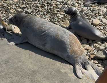Adaptations of the Deep: Seal Whiskers and Eyes | The Marine Mammal Center
