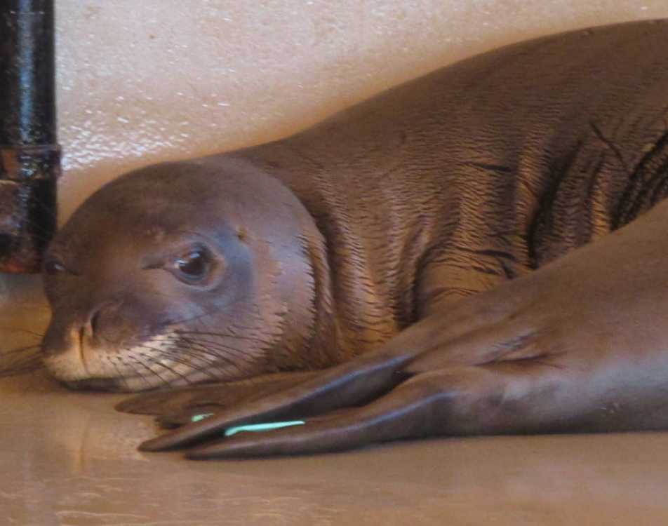 Ululani | The Marine Mammal Center