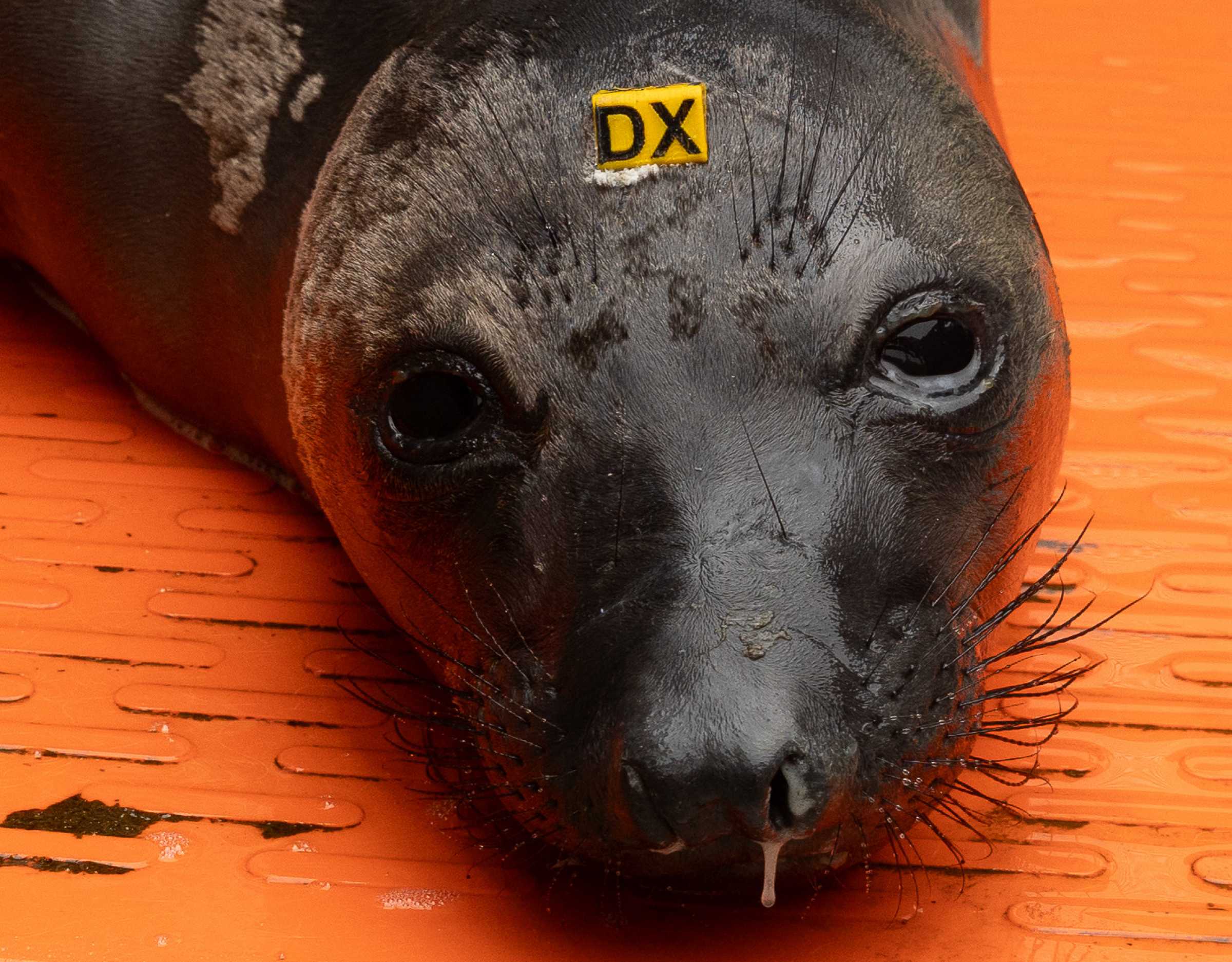 Chopin | The Marine Mammal Center