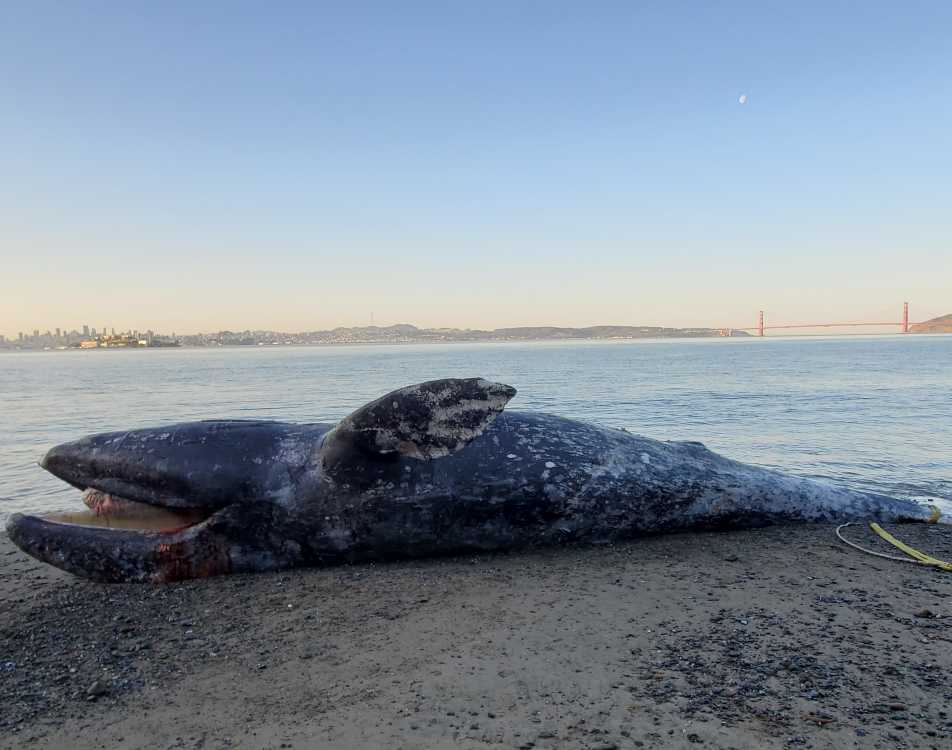 The Marine Mammal Center Investigates Dead Gray Whale That Washed ...