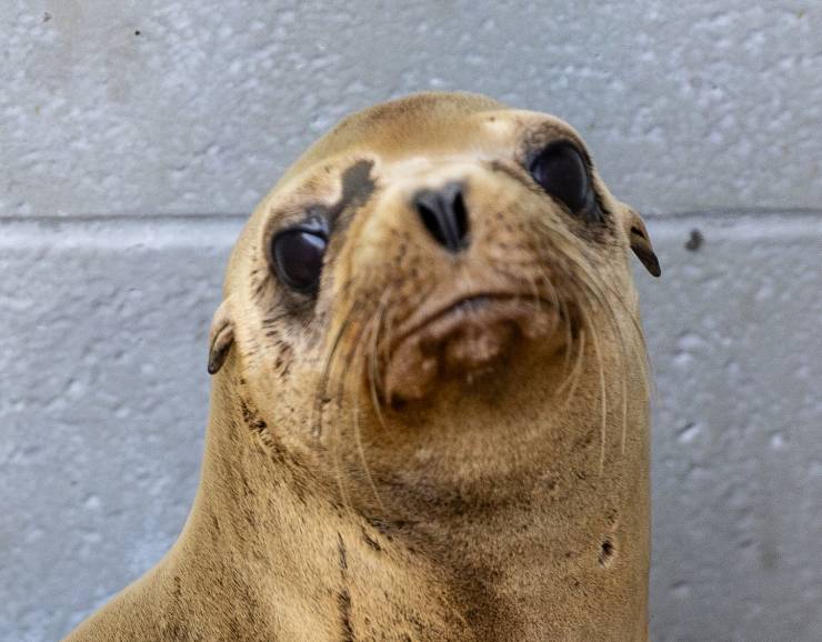 Corgi | The Marine Mammal Center