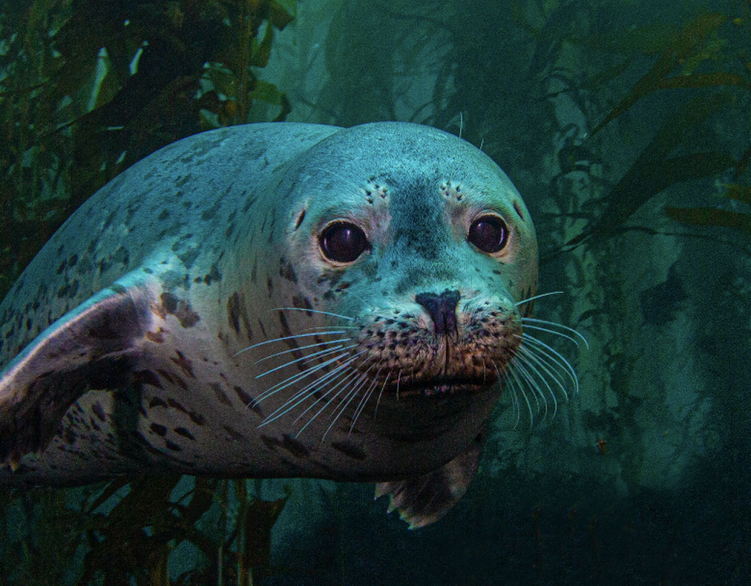 The Marine Mammal Center’s Strategic Planning Framework | The Marine ...