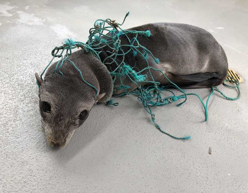 Ocean Trash | The Marine Mammal Center