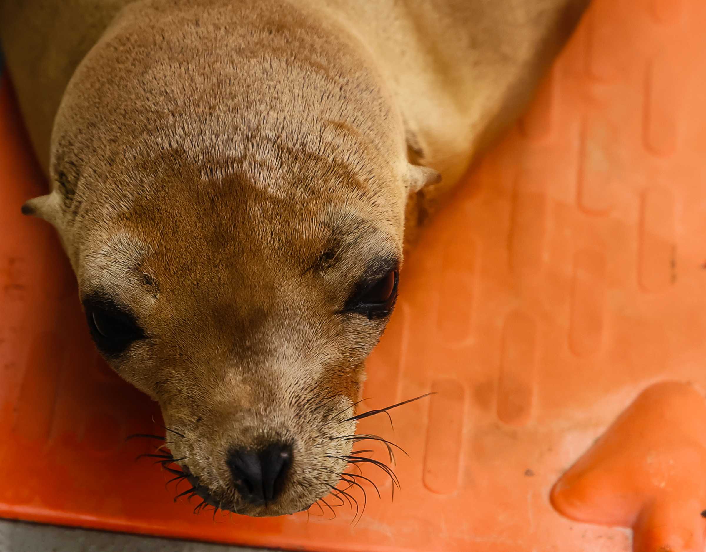 The Marine Mammal Center | Orky