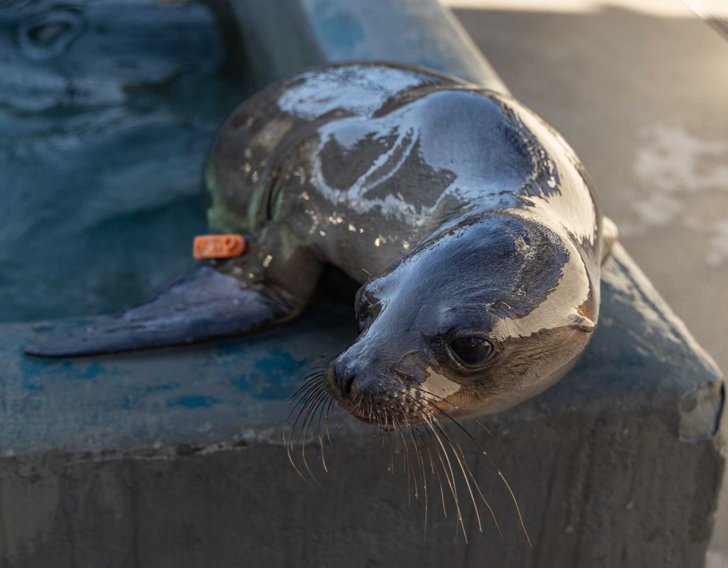 Icicle | The Marine Mammal Center