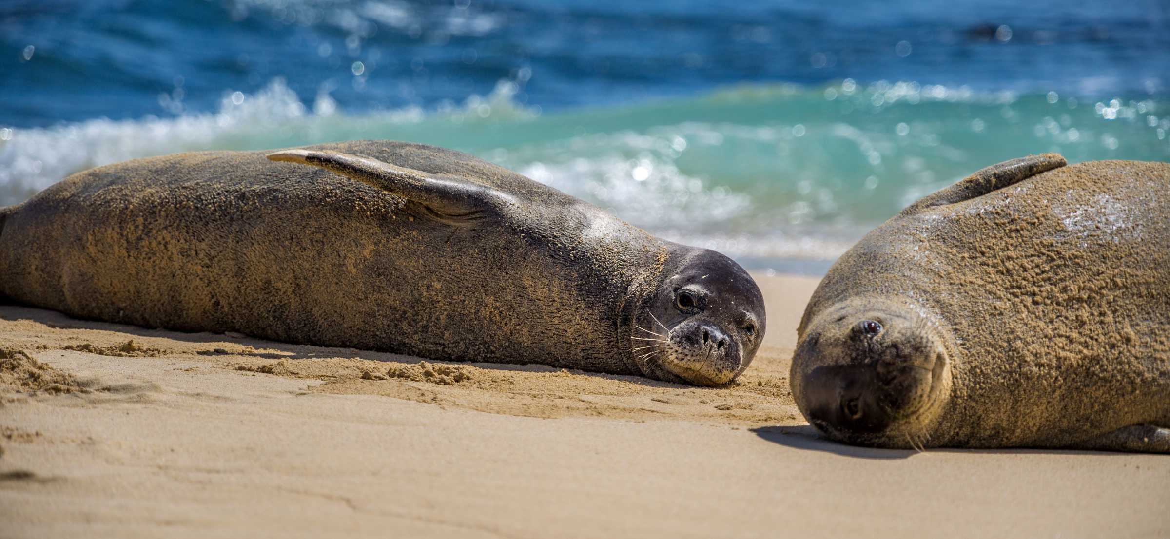 Seal Stories | Virtual Program | The Marine Mammal Center