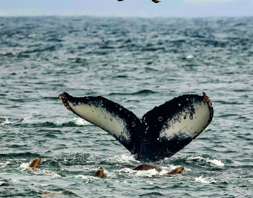 How Do Whales Sleep? And Other Whale Trivia | The Marine Mammal Center