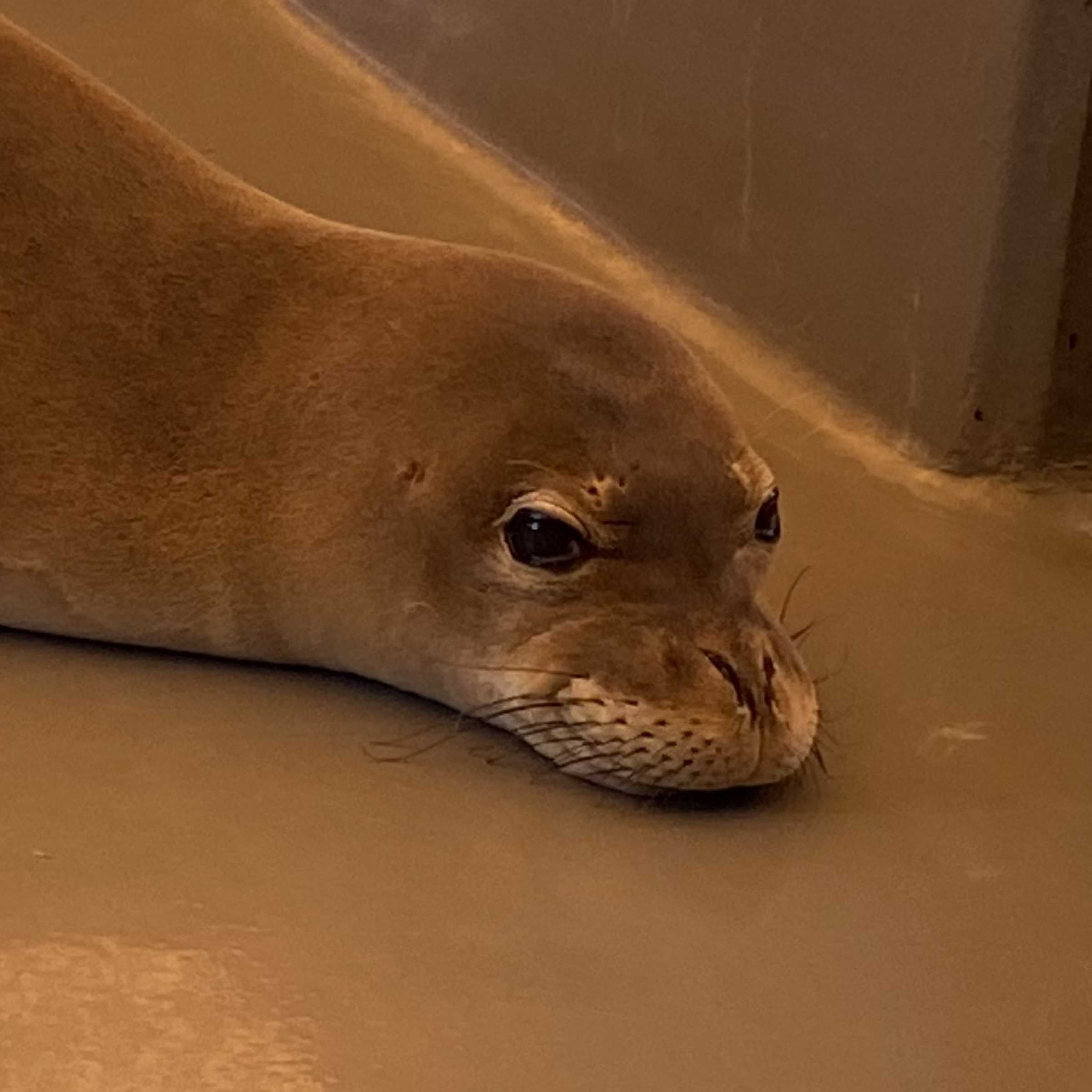 Endangered Hawaiian Monk Seal Back Home on Kauaʻi After Receiving Life ...
