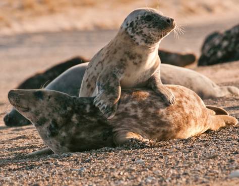 How To See the Gray Whale Migration and Help Save a Life | The Marine ...