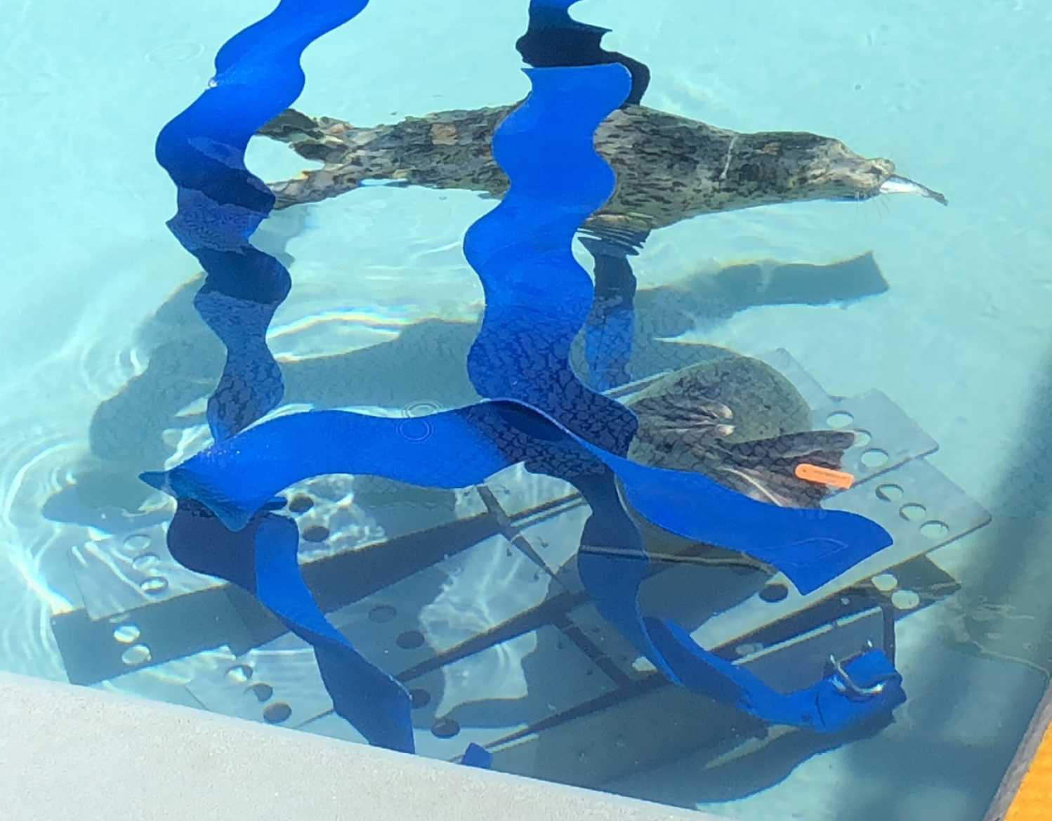 Pupping Season Spotlight: Caring for an Orphaned Harbor Seal Pup | The ...