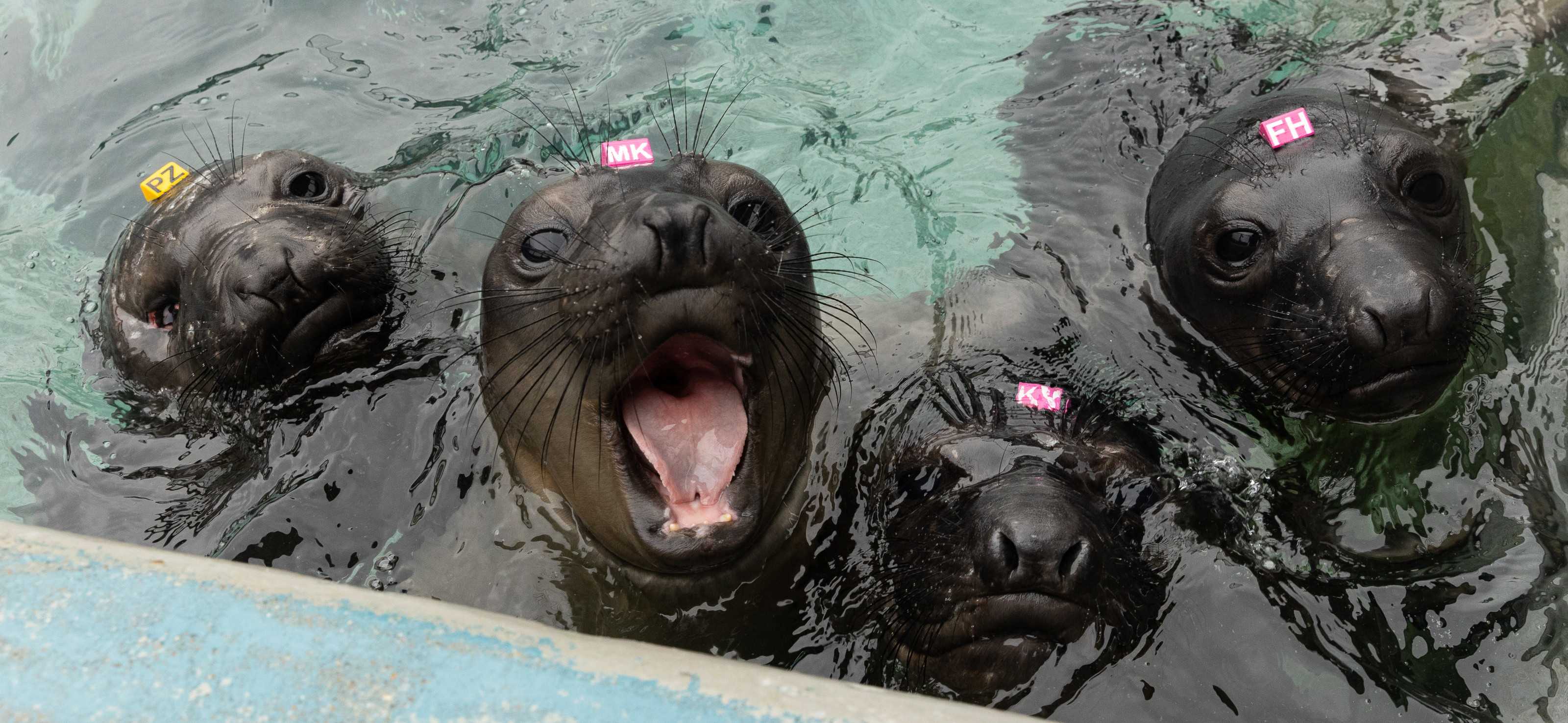 Adaptations of the Deep: Seal Whiskers and Eyes | The Marine Mammal Center
