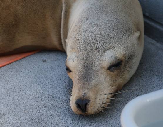 Mariposa | The Marine Mammal Center
