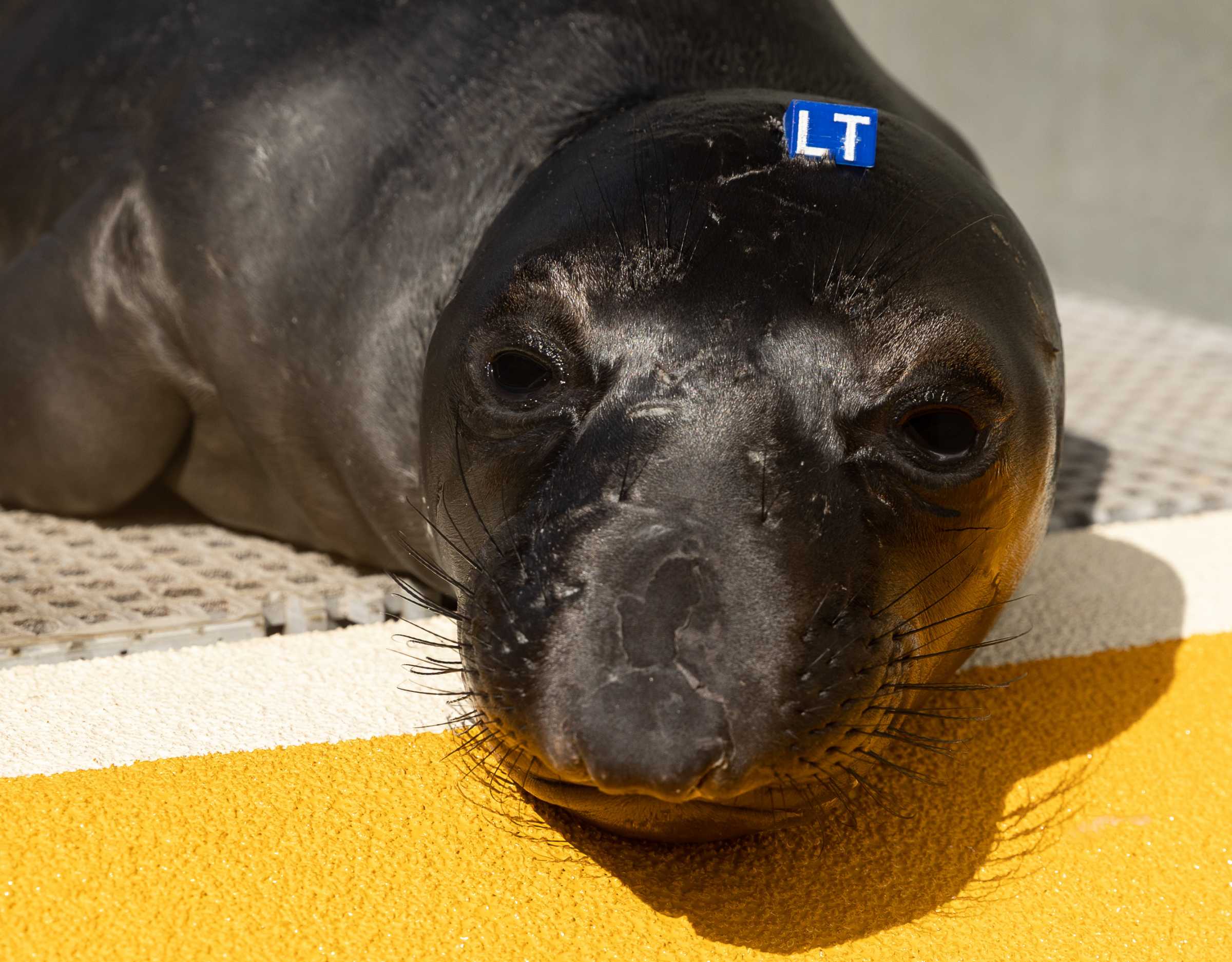 Twilight | The Marine Mammal Center