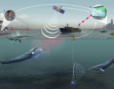 Whale Safe – an AI-enabled System to Prevent Ship Collisions with ...