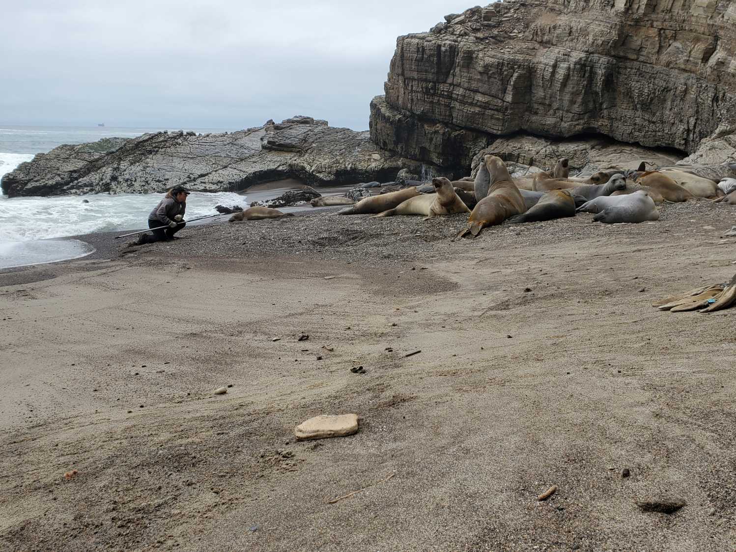 Life-Saving Disentanglement Frees Northern Elephant Seal Liddie from ...