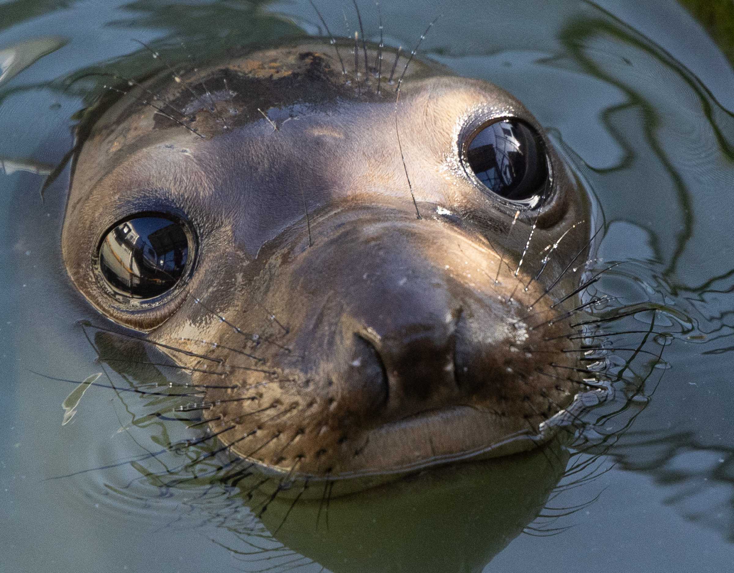 Origami | The Marine Mammal Center