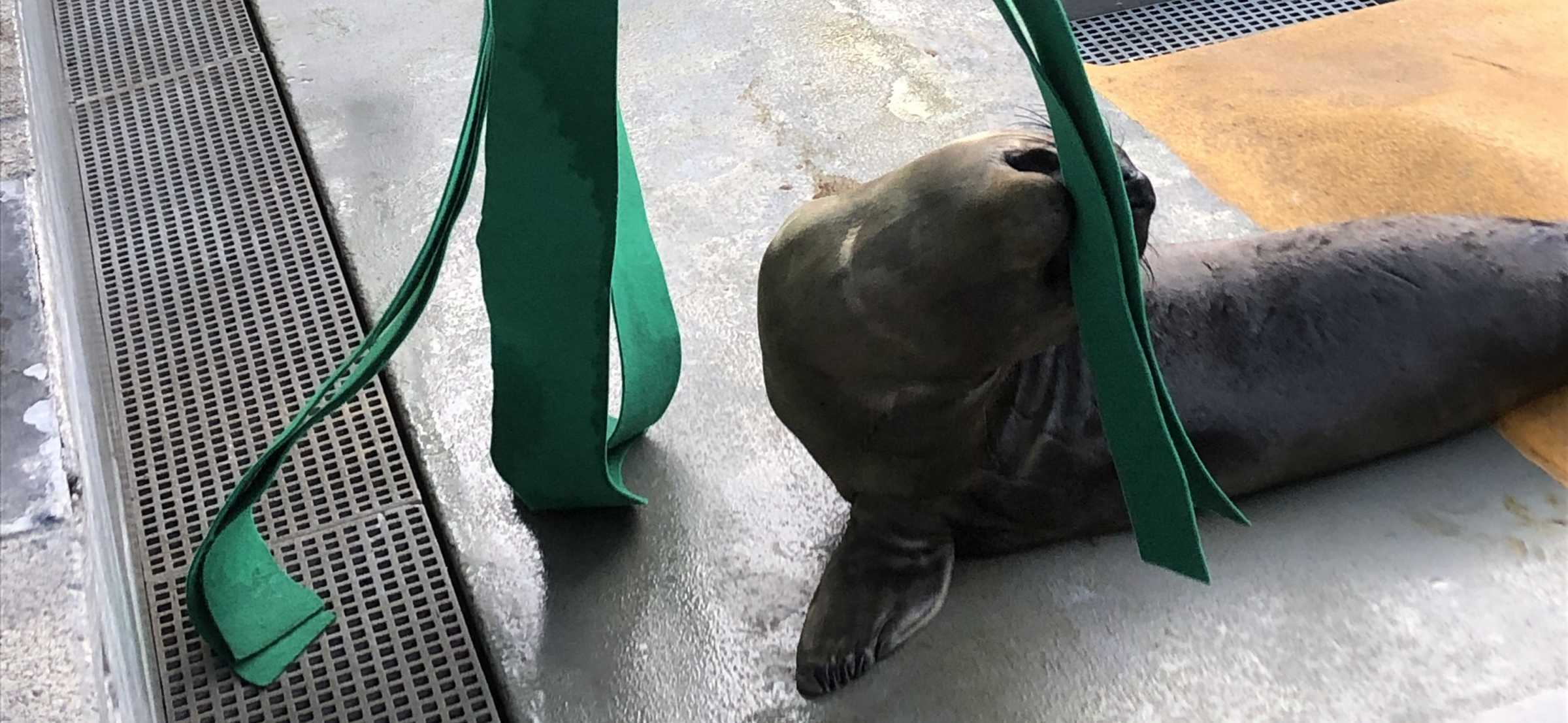 Enrichment | The Marine Mammal Center