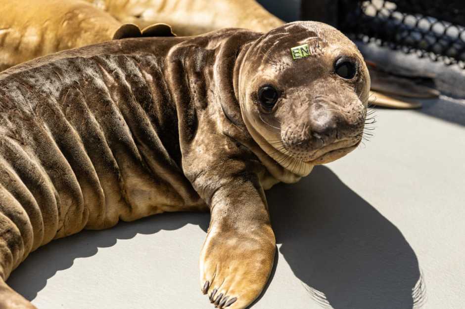 How Sea Otters Can Help Save the Planet | The Marine Mammal Center