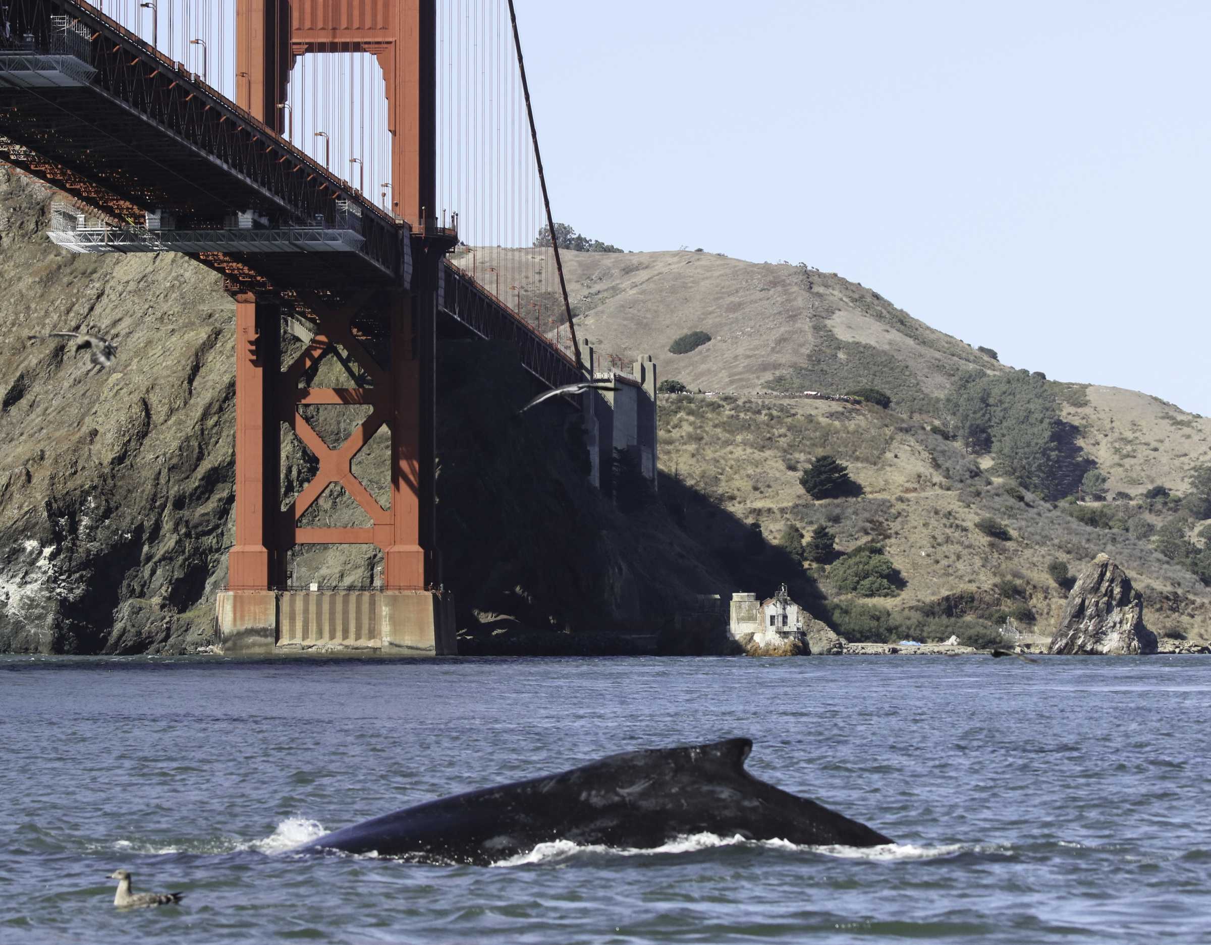 Whale Swims Under Bridge Deals | emergencydentistry.com