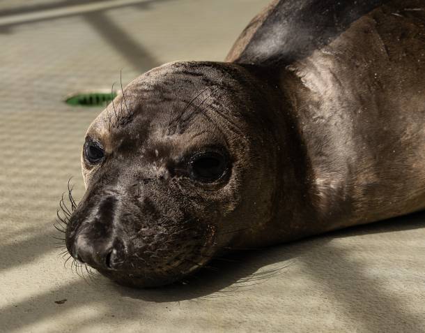 Zooid | The Marine Mammal Center