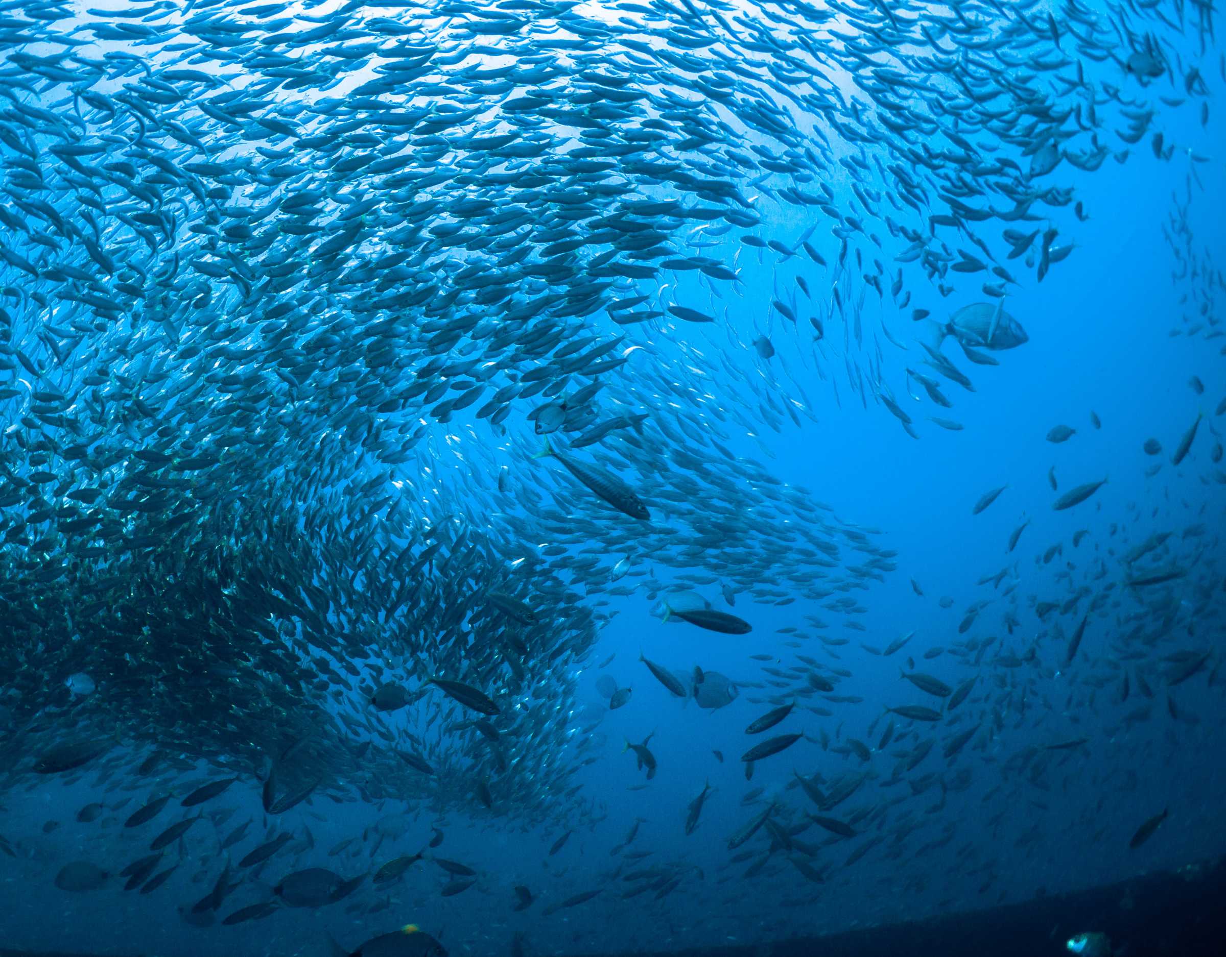 LiveScience: It's Raining Anchovies in San Francisco | The Marine ...