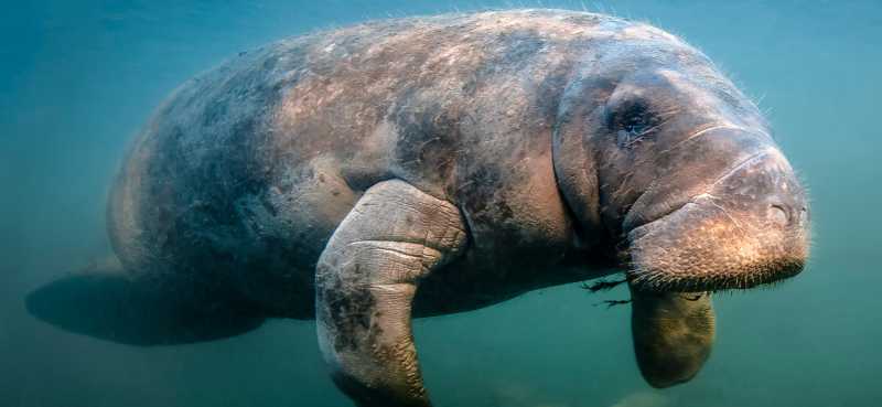 Manatees and Dugongs | The Marine Mammal Center