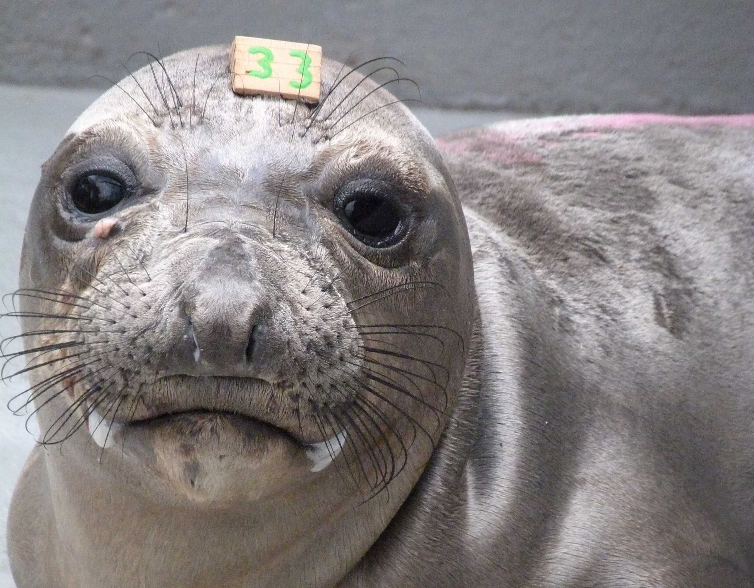 Amrita | The Marine Mammal Center