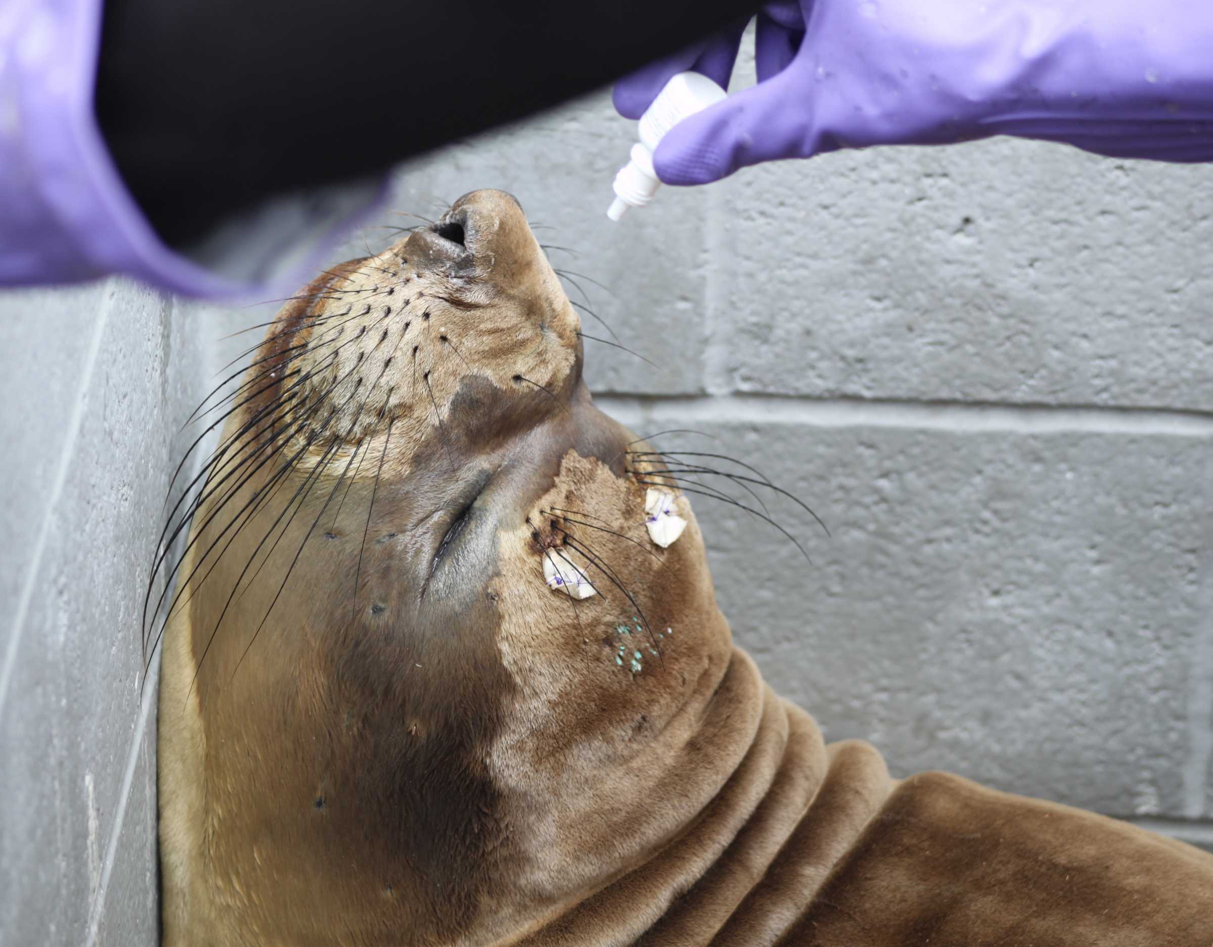 Three Blind Pinnipeds: Treating Blindness in Seals and Sea Lions | The ...