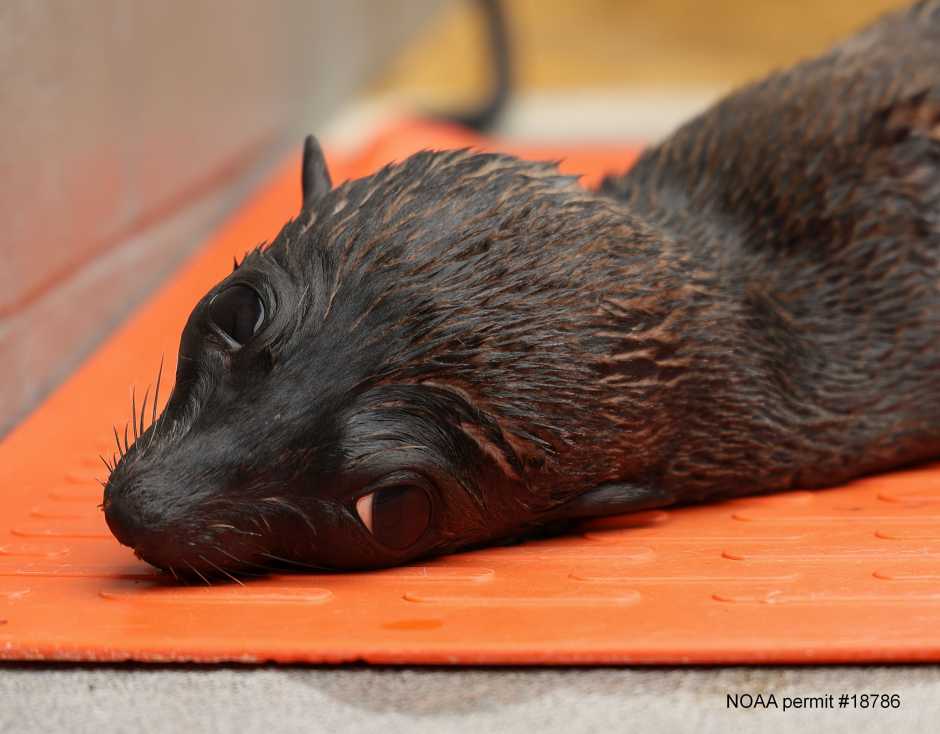 Foca | The Marine Mammal Center