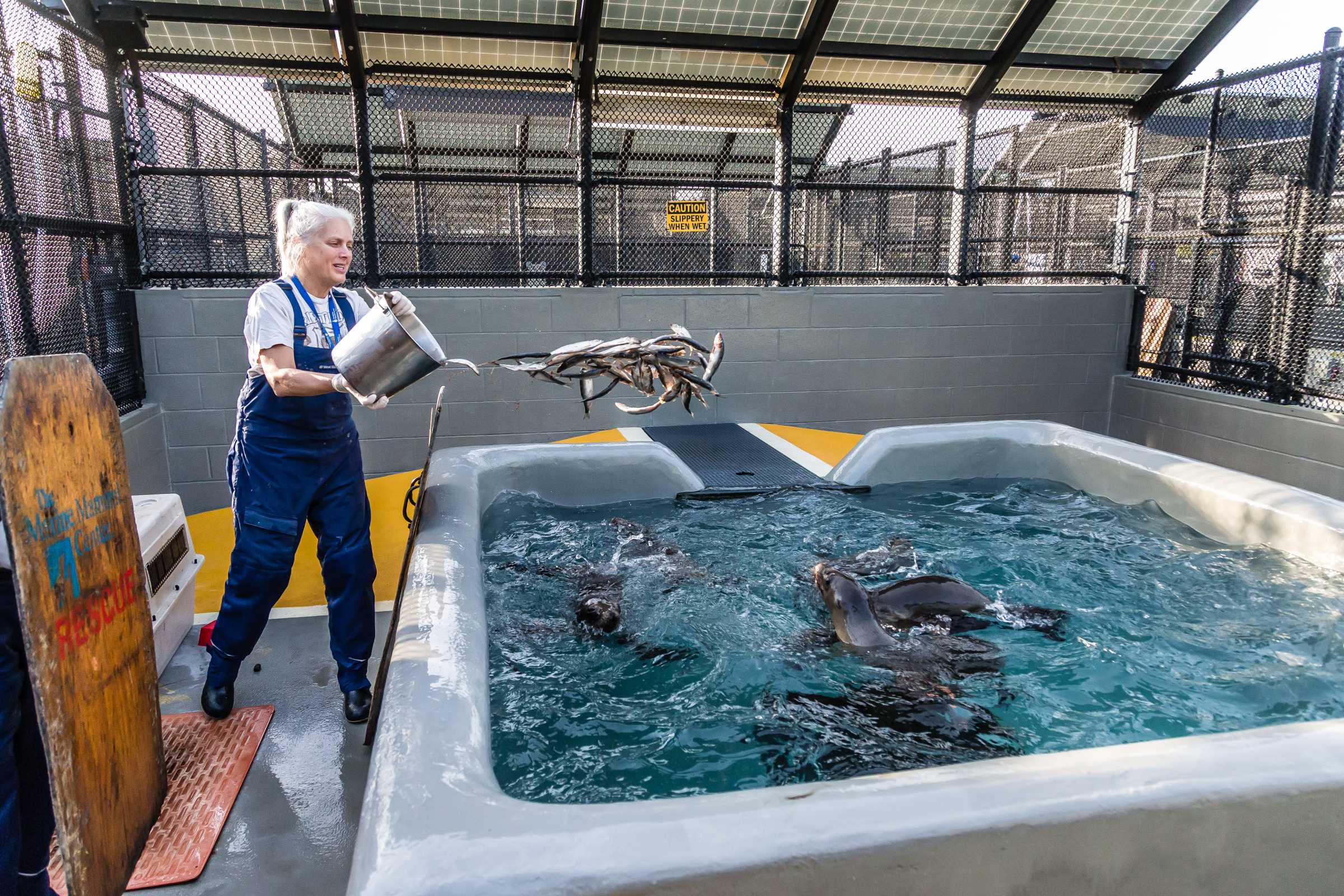 Animal Care | The Marine Mammal Center
