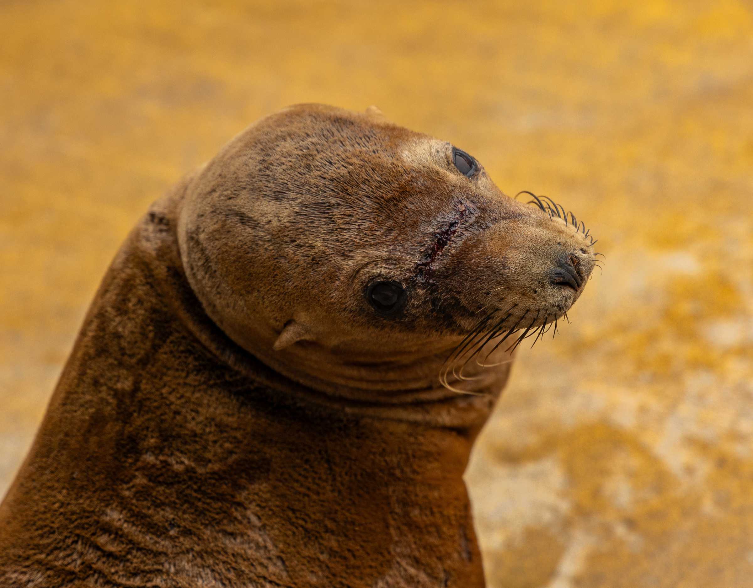 Amanda | The Marine Mammal Center