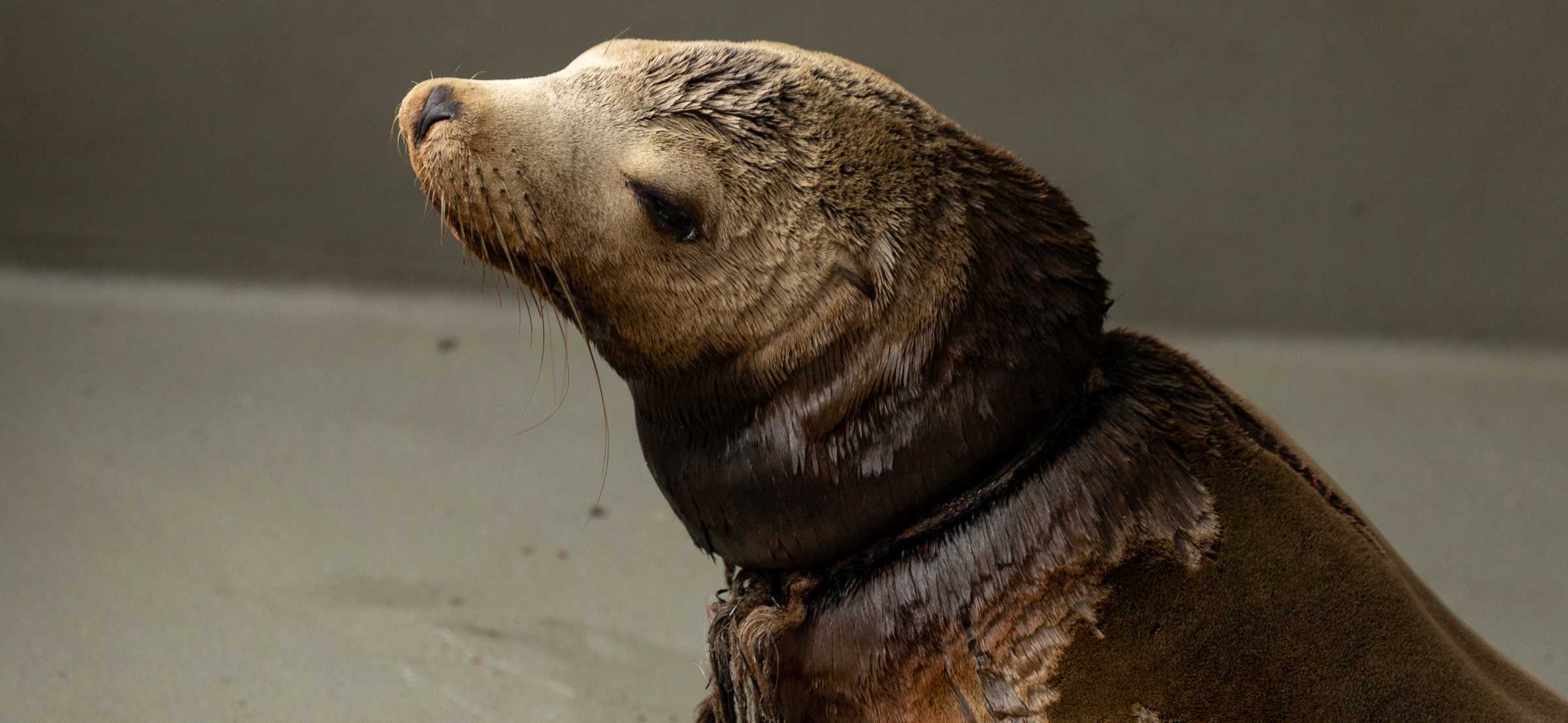 What it Takes to Rescue an Entangled Sea Lion | The Marine Mammal Center